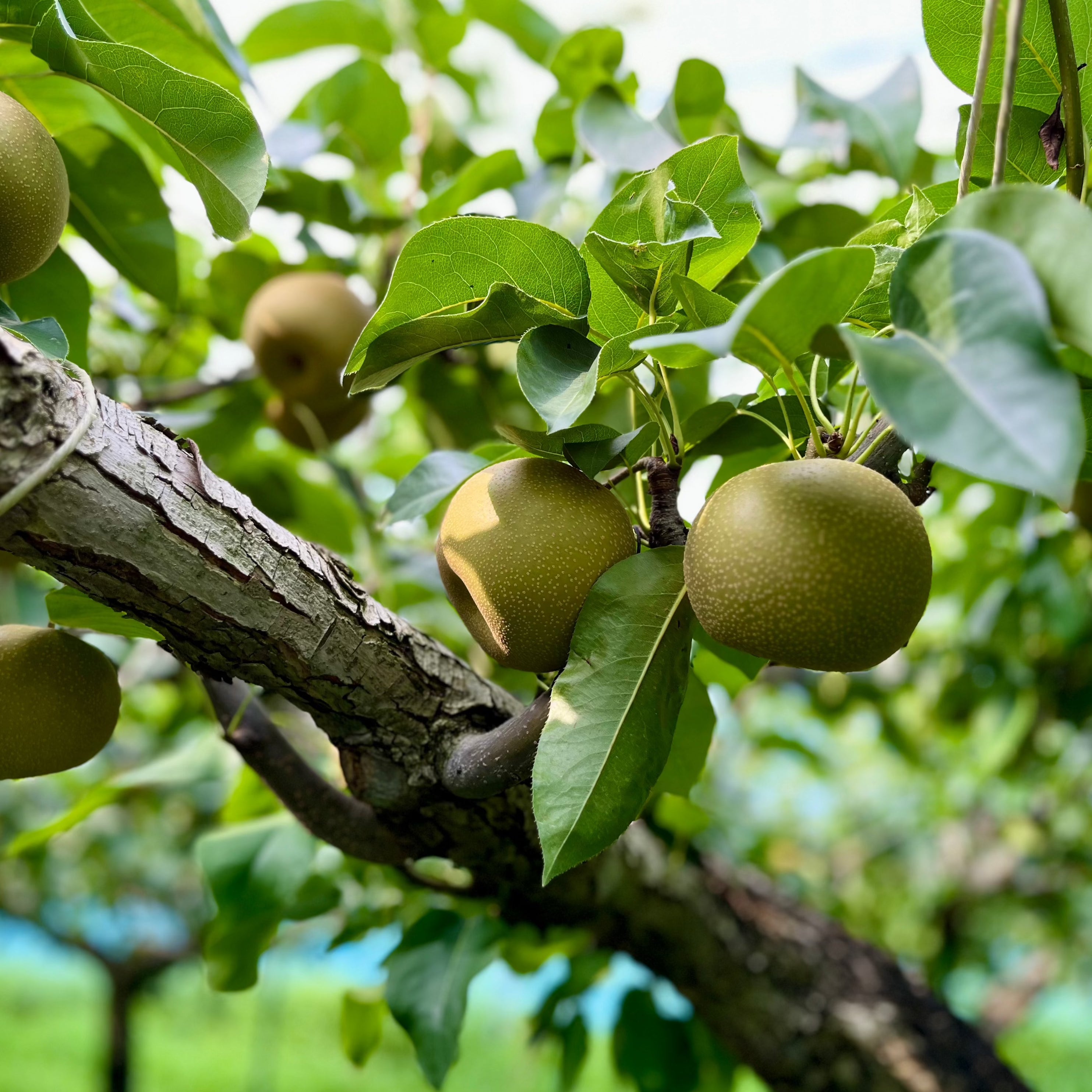 Kosui Pear 梨 (幸水) – FarmFresh Japan